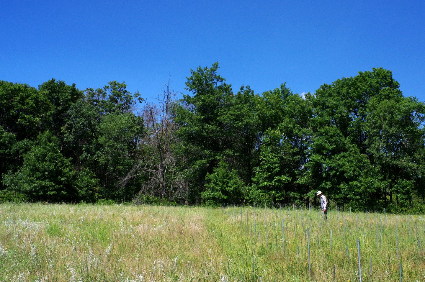 Understanding Alien Plant Invasions – AlienImpacts